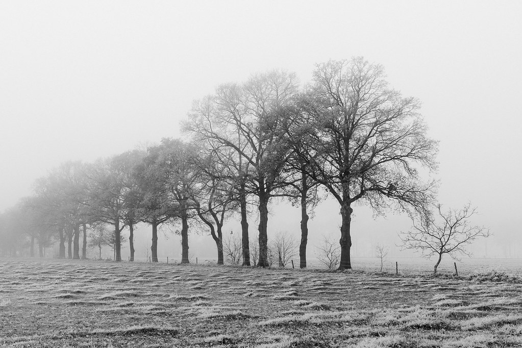 Gray Days – IN YOUR DREAMS PUBLISHING